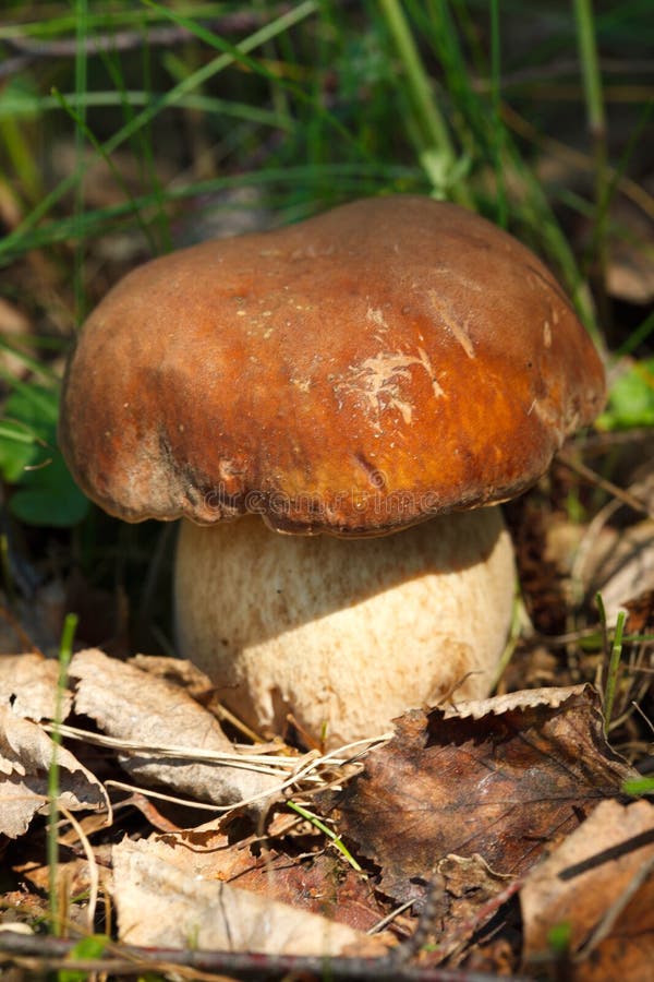 Boletus Edulis, Porcini, Cep Stock Image - Image of nature, macro: 15084457
