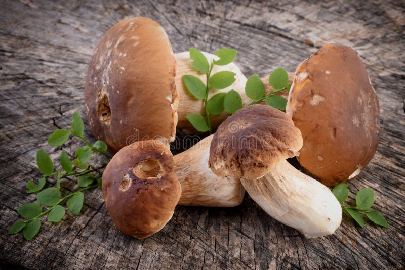 Boletus Essbar, Essbare Pilze Stockfoto - Bild von saisonal, nave ...