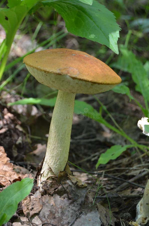 Boletus. Leccinum. Orange-cap Boletus Stock Photo - Image of season ...
