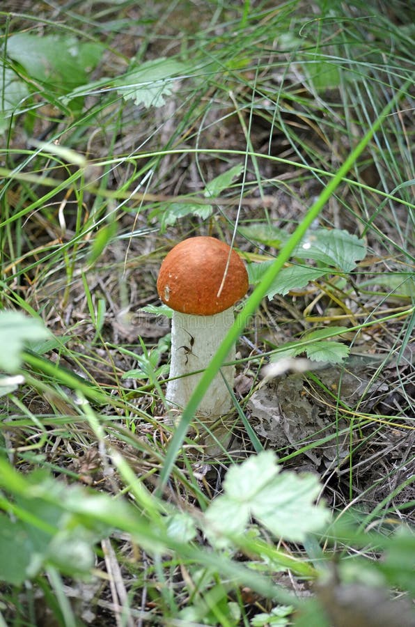 Boletus. Leccinum. Orange-cap Boletus Stock Image - Image of season ...