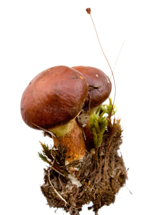 9+ Mushroom boletus luteus Free Stock Photos - StockFreeImages