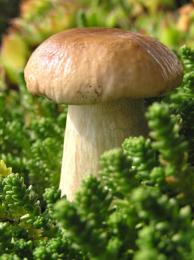Boletus Mushroom stock photo. Image of stem, mycelium - 1146912