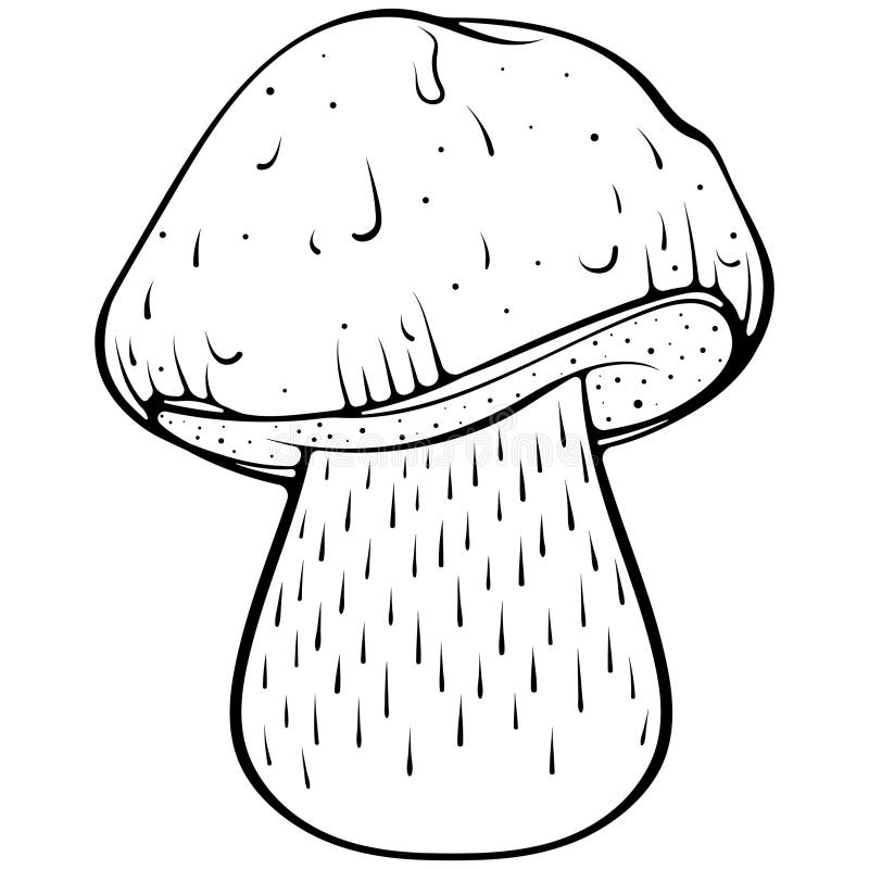 Boletus mushroom line art stock vector. Illustration of fungi - 318055706 Boletus mushroom line art stock vector. Illustration of fungi - 318055706