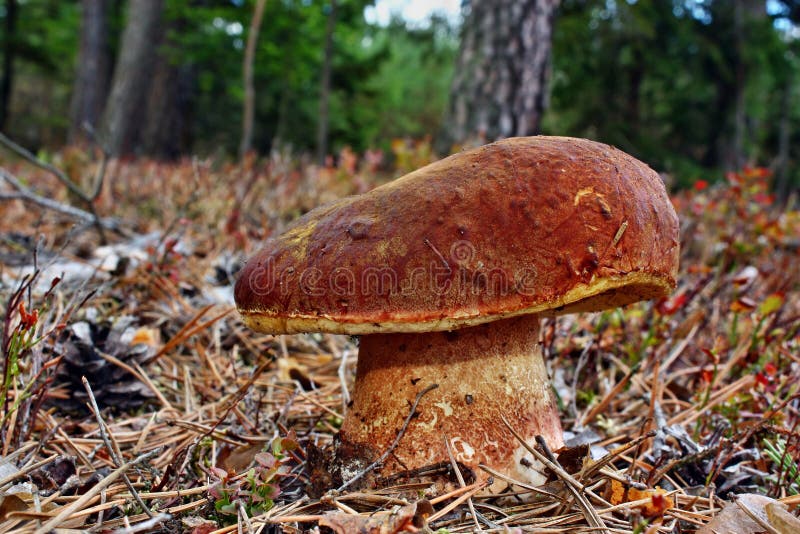 Boletus Pinophilus Commonly Known As the Pine Bolete or Pinewood King ...