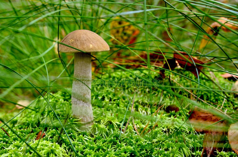 Boletus Scaber on the Hummock Moss Stock Photo - Image of plant ...