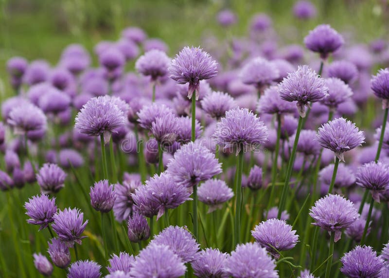 Bolinhas Roxas Flores De Erva Verde Imagem de Stock - Imagem de ...