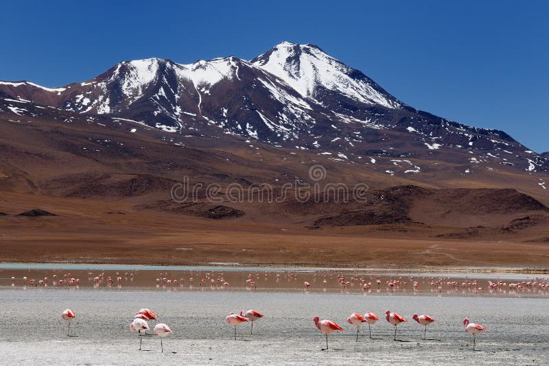 Bolivia - Eduardo Avaroa National Park Stock Photo - Image of park ...