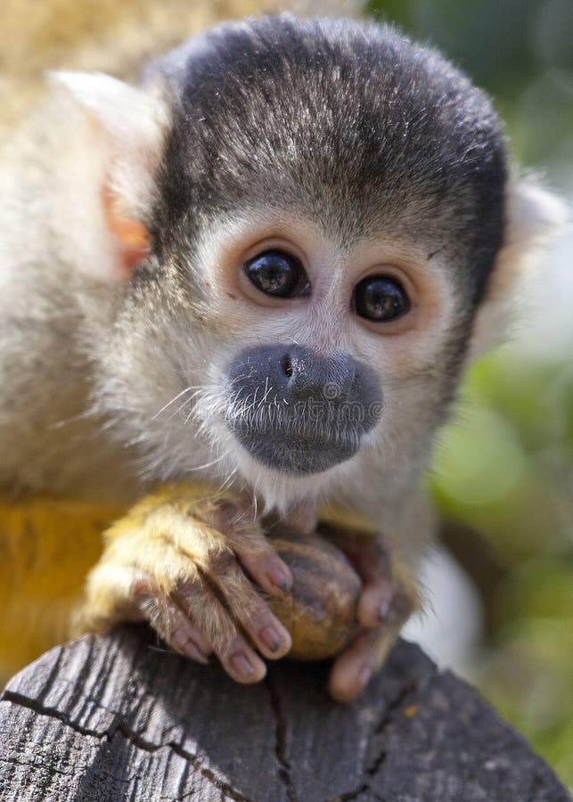 Bolivian Squirrel Monkey Eating Fruits in Tree Stock Image - Image of ...