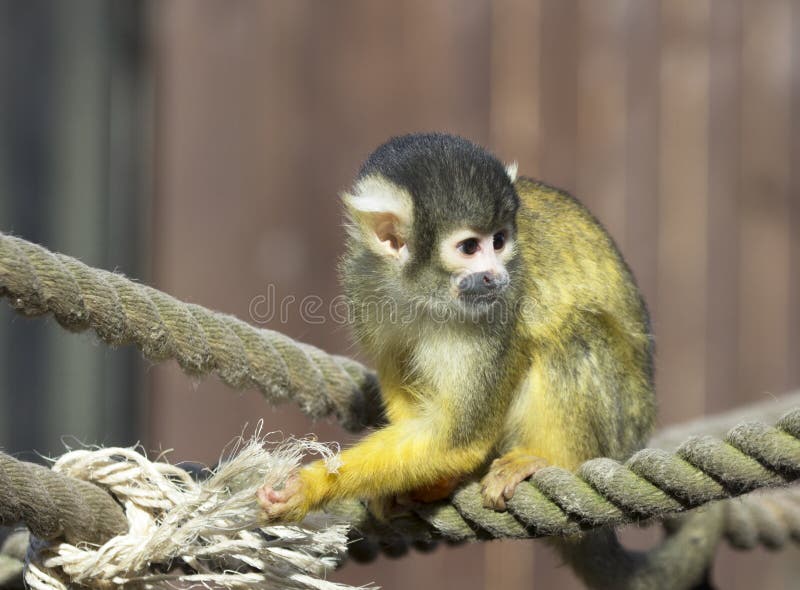 Bolivian Squirrel Monkey Eating Fruits in Tree Stock Image - Image of ...