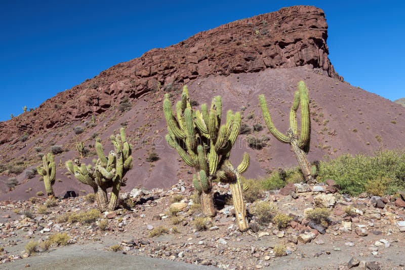 Bolivian Torch Cactus in the Bolivian Mountains Stock Photo - Image of ...