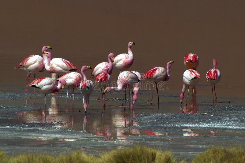 Rote Seen in Bolivien Und in Den Flamingos Stockbild - Bild von wild ...