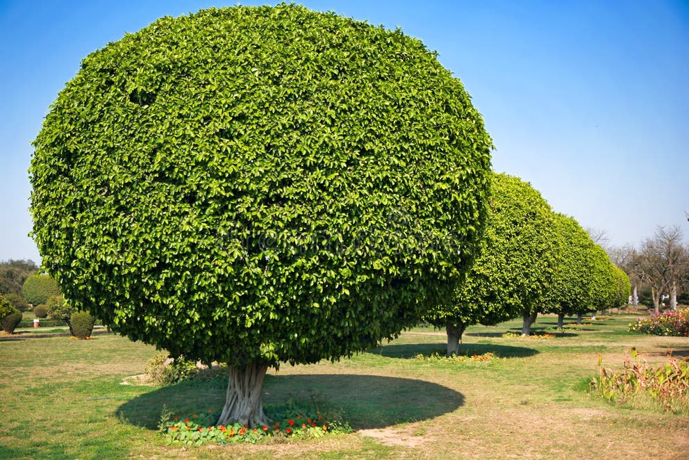 Boll Formade Trees, New Delhi Fotografering för Bildbyråer - Bild av ...
