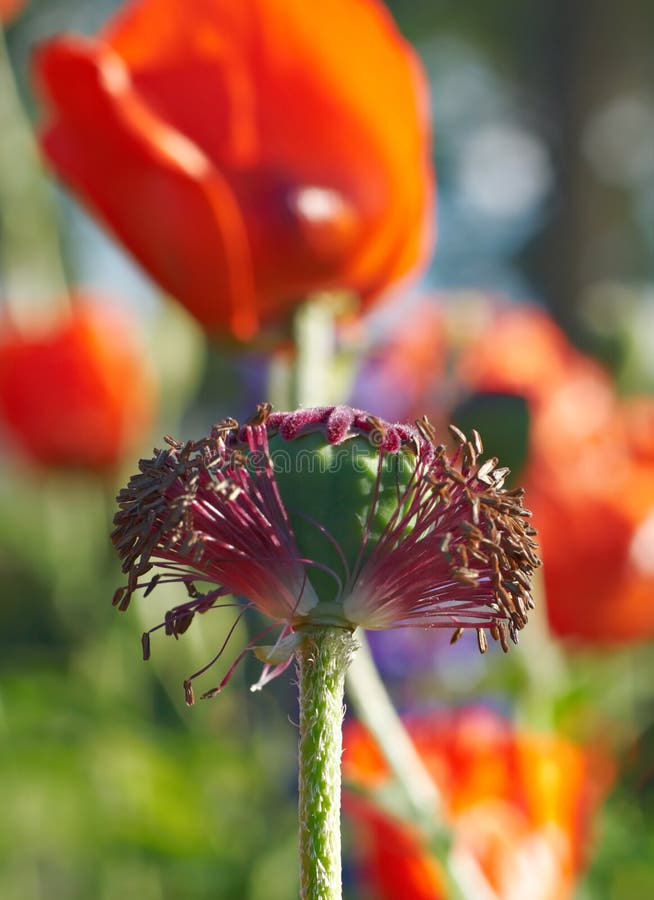 India, Bijaipur: Opium Poppy Field Stock Photo - Image of bijaipur ...