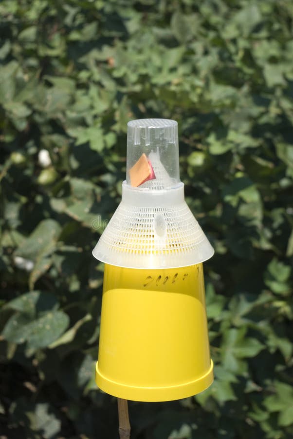 Boll Weevil Trap stock photo. Image of agriculture, trap - 20759836