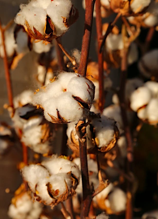 Boll of White Cotton in the Intensive Cultivation of Cotton Plan Stock ...