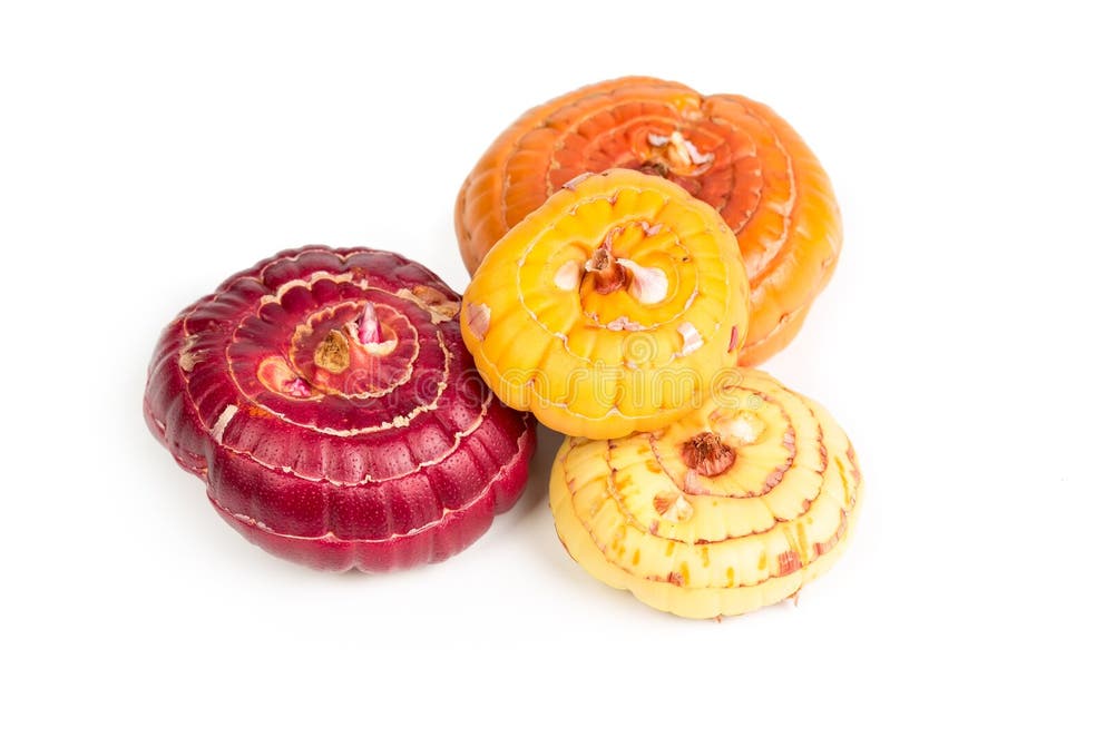 Bollen van gladiolen stock foto. Image of installatie - 30921050