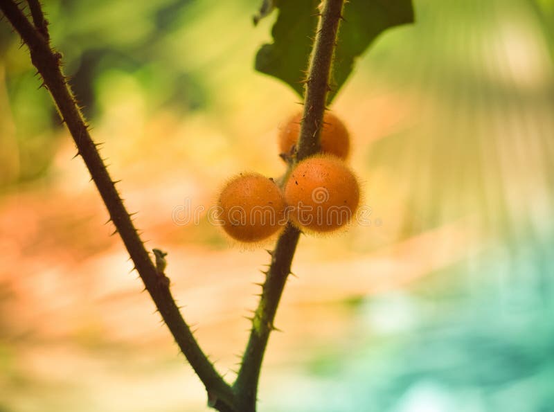 682 Maka Stock Photos - Free & Royalty-Free Stock Photos from Dreamstime