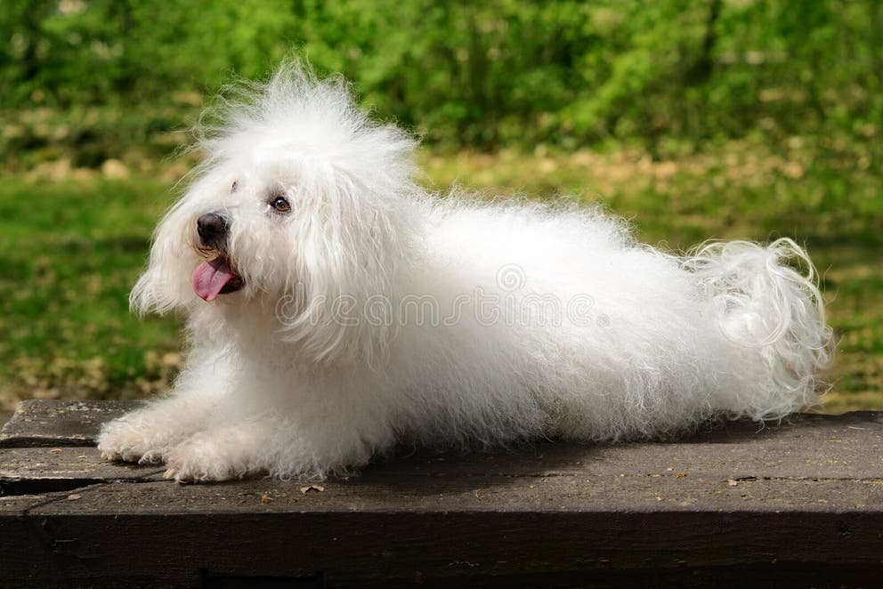 Bolognese Dog Rest on the Bench Stock Photo - Image of whatch, portrait ...