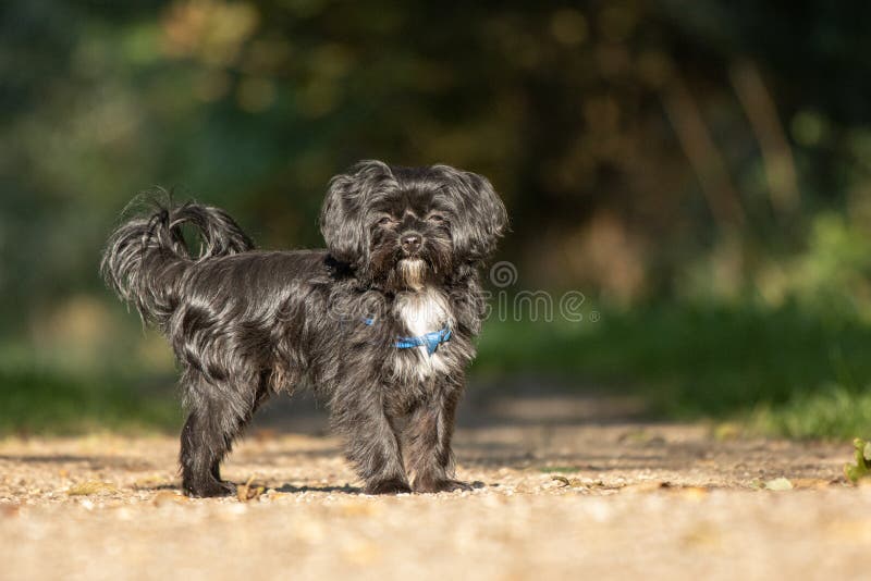 Bolonka Dog Stands on a Path and Looks into the Camera Stock Image ...