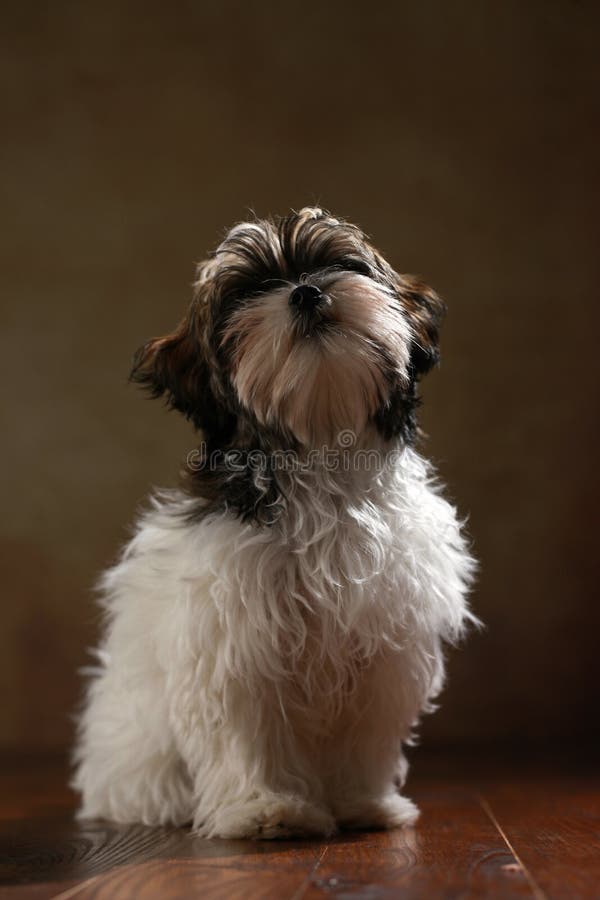 BOLONKA ZWETNA in studio stock image. Image of shaggy - 18330155