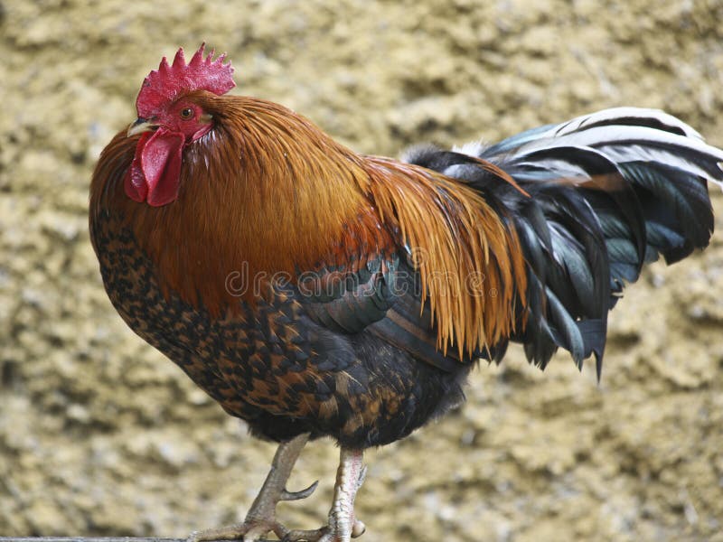 Bolorful rooster stock photo. Image of pets, bolorful - 67203344