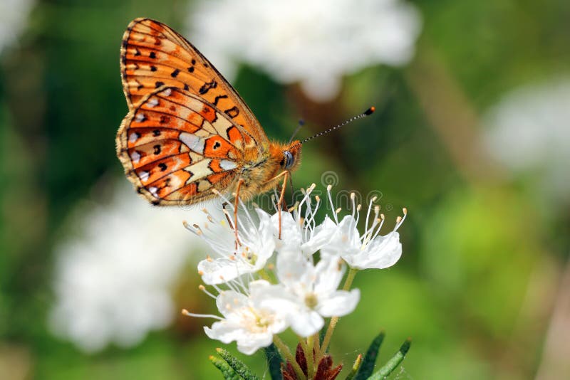 Small Pearl-border Fritillary Butterfly Stock Image - Image of devon ...
