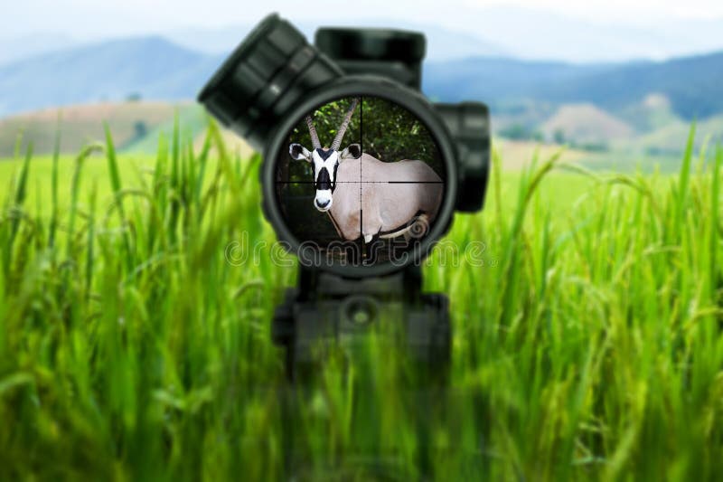 Bolt Action Sniper Rifle Aiming on Target at Shooting Range Stock Image ...