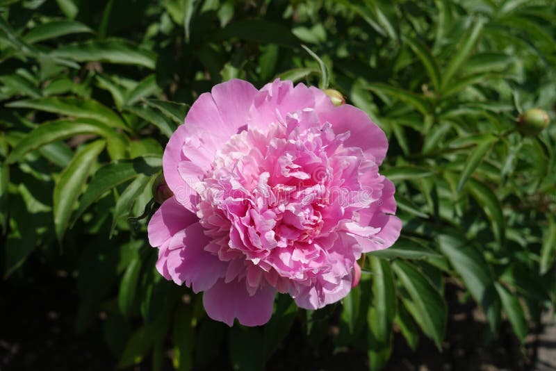 Bomb-flowered Pink Peony in Mid May Stock Image - Image of leafage ...