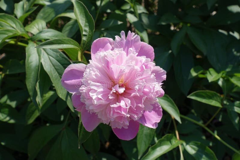 Bomb Flowered Pink Peony in Spring Stock Photo - Image of park ...