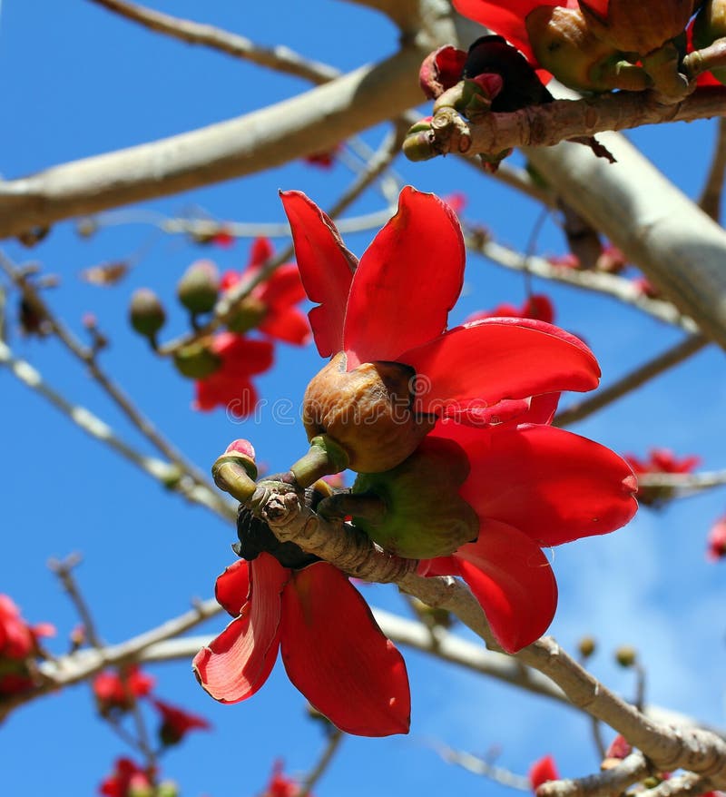 Bombax stock photo. Image of ornamental, petal, beauty - 29564054