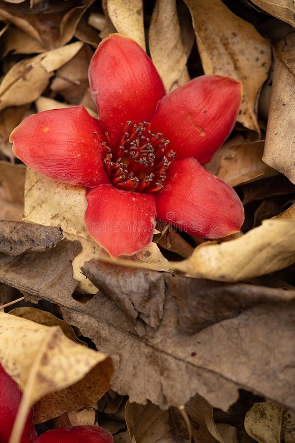 A Bombax Ceiba or Red Cotton on the Ground Stock Photo - Image of ...