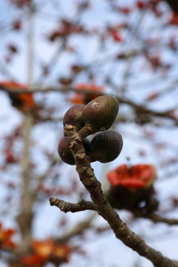 Bombax ceiba stock image. Image of travel, fresh, tainan - 62923631