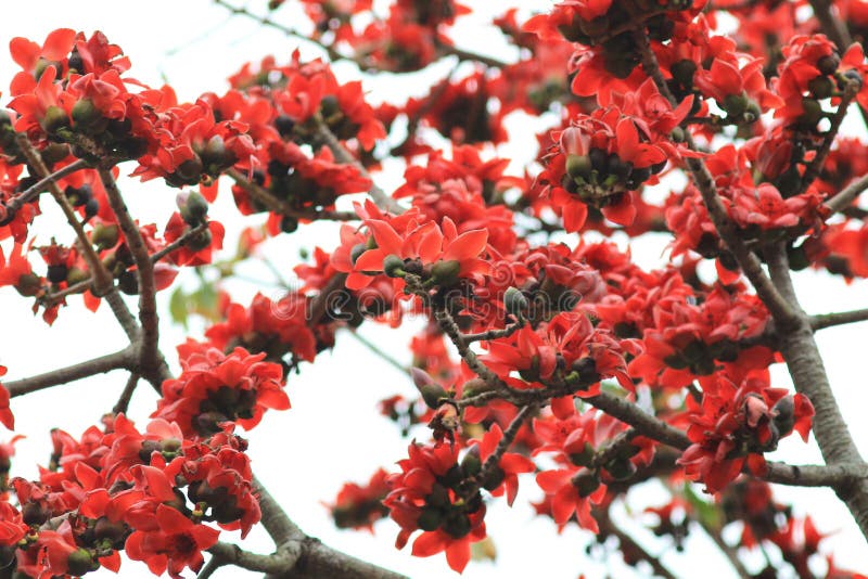 Bombax Ceiba Tree at Nature Stock Photo - Image of plant, pistil: 90339424