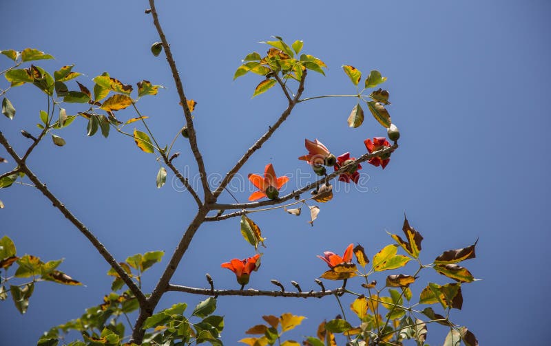 Bombax ceiba tree stock image. Image of bombax, fresh - 210390293