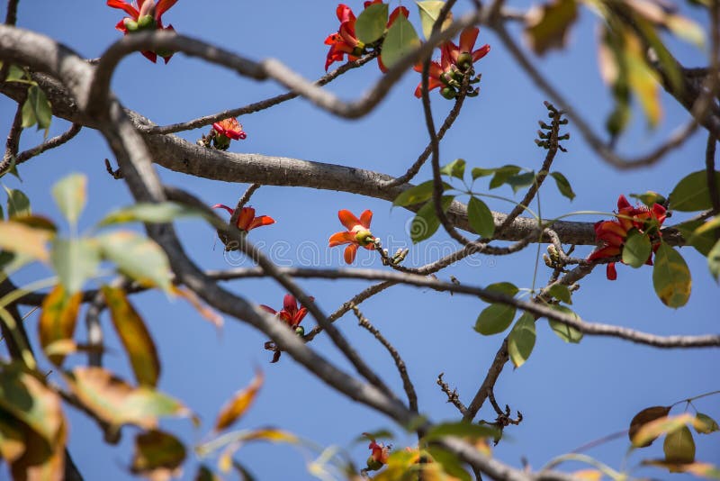 Bombax ceiba tree stock photo. Image of gardening, kapok - 210390480