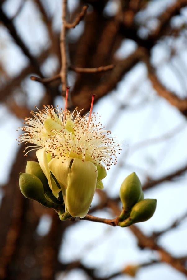 Bombax flower stock photo. Image of leaf, celebration - 36929942