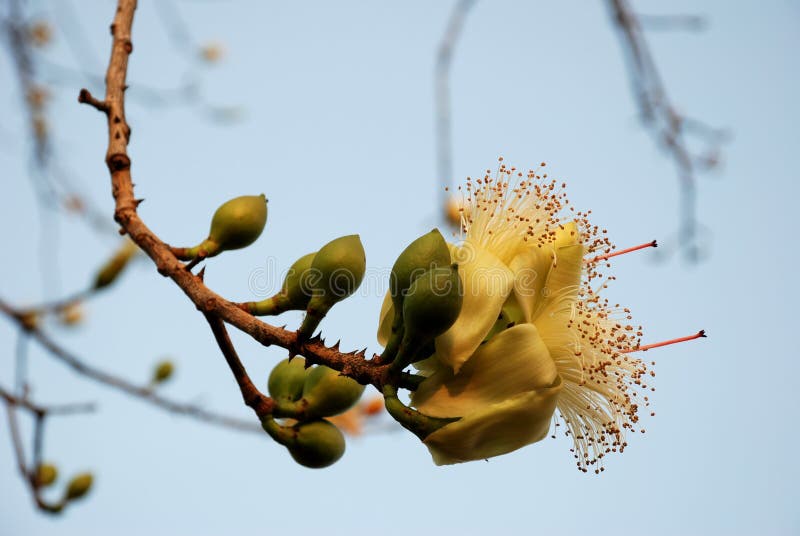 Bombax flower stock photo. Image of glittering, authentic - 36929948