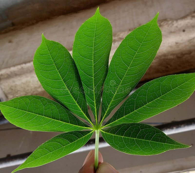 Bombax leaf stock photo. Image of leave, compound, bombax - 160413944