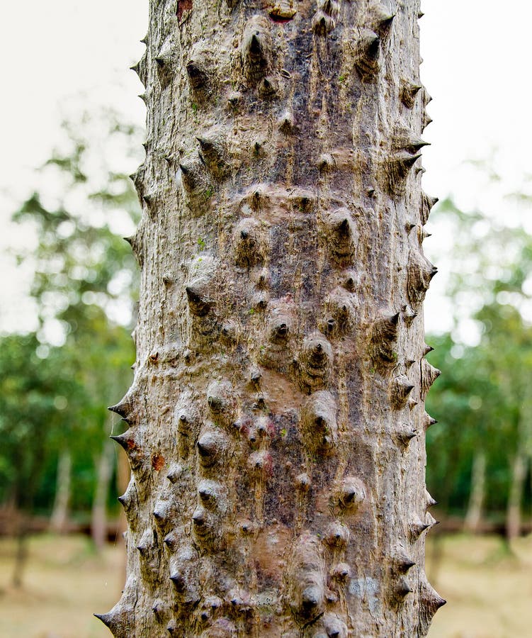 Tree Trunk Thorny Forest Of Bombax Ceiba Tree Or Cotton Tree Stock ...