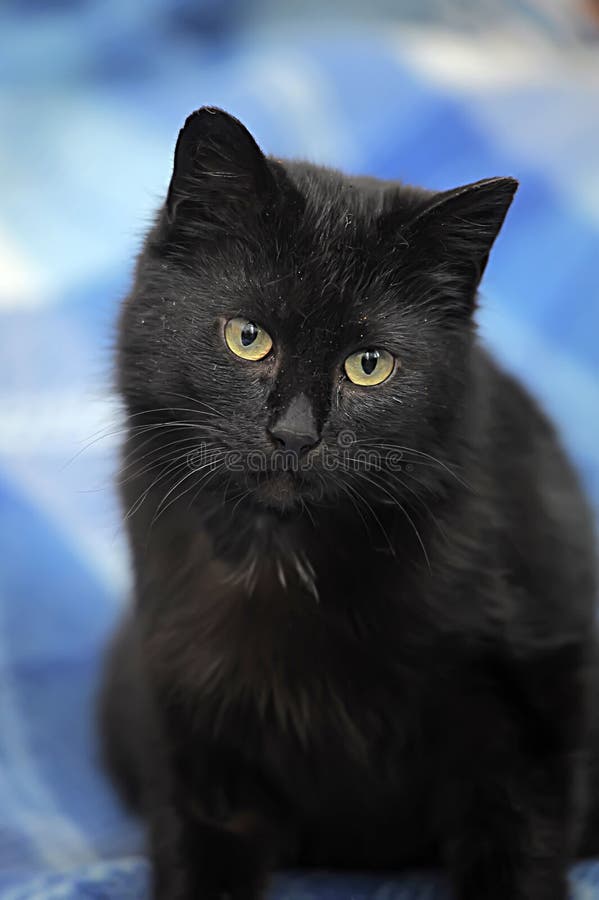 Burmese shorthair cat stock photo. Image of cute, male - 23948514