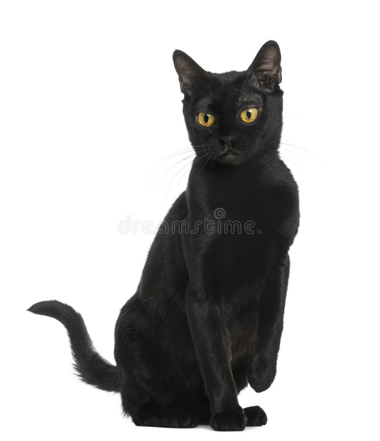 Bombay cat sitting stock photo. Image of shot, young - 30338712
