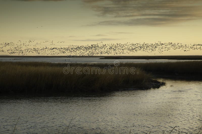 Bombay Hook Bird Flocks at Dawn Stock Photo - Image of delaware, dawn ...