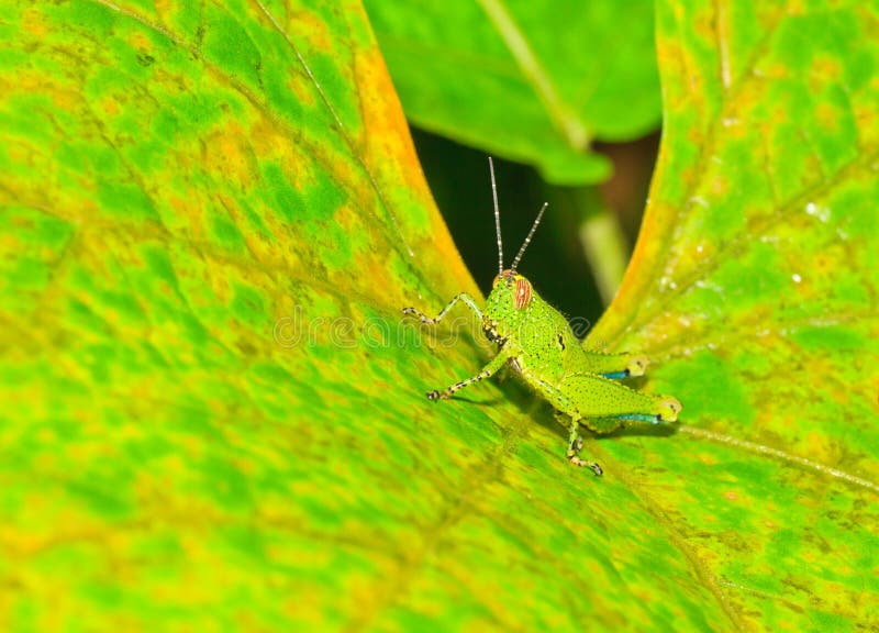 A Bombay Locust, Nomadacris Succincta Is Usually A Solitary Insect. The ...