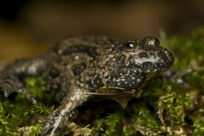 European Fire-bellied Toad (Bombina Bombina) Stock Image - Image of ...
