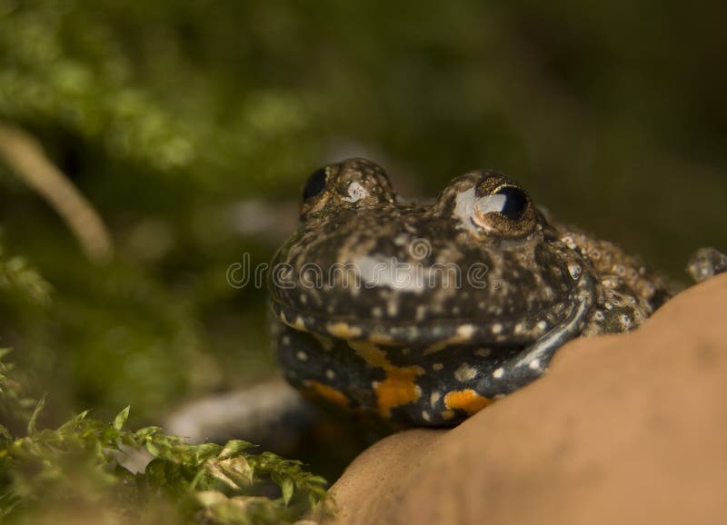 Bombina bombina stock photo. Image of protected, bombina - 17483230