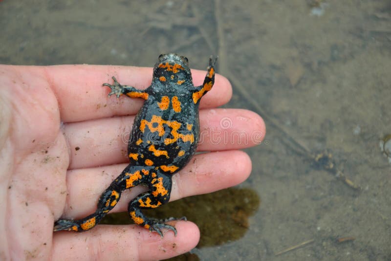 Bombina bombina stock image. Image of lake, creature - 114958651