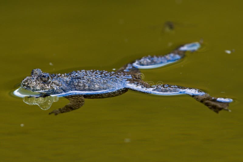 Bombina Variegata Aka Yellow-bellied Toads is Swimming on the Pond ...