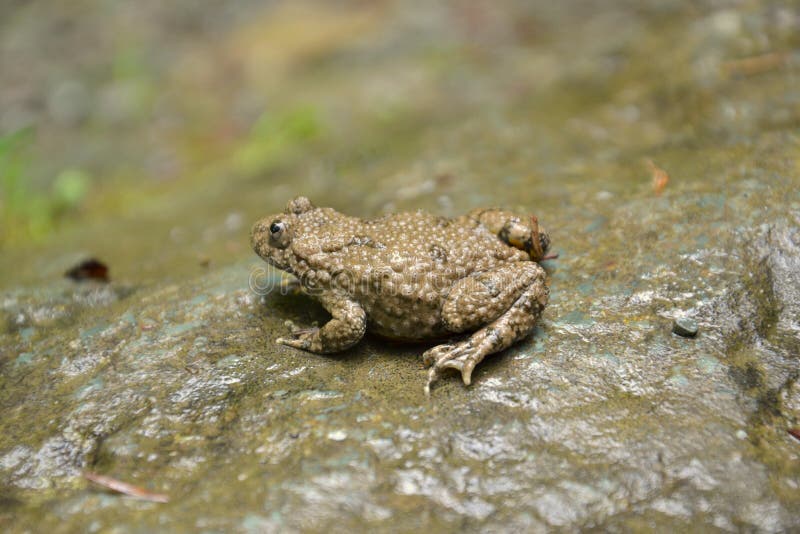 Bombina bombina stock photo. Image of strictly, pond - 17483196