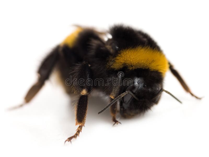 Bombo immagine stock. Immagine di bombo, insetto, macro - 15074483