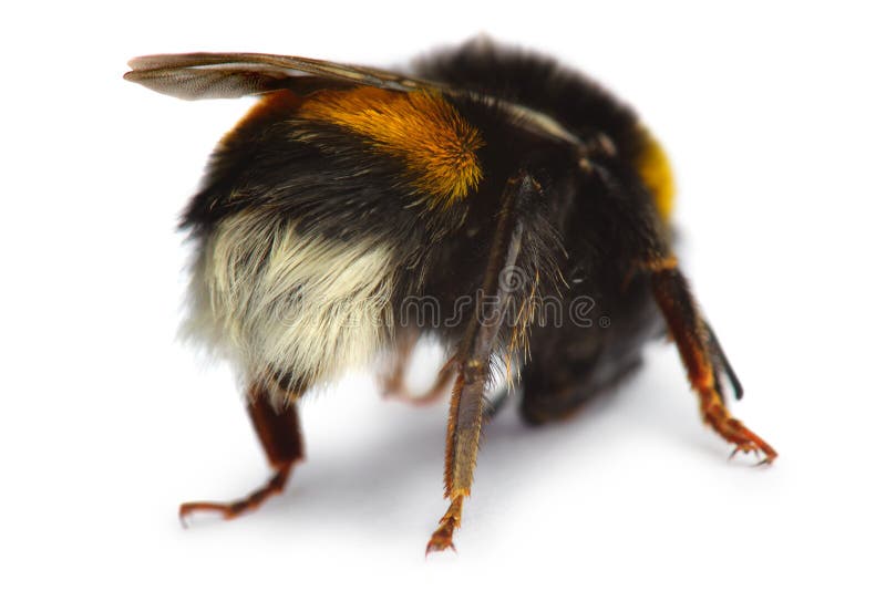 Bombo immagine stock. Immagine di bombo, insetto, macro - 15074483